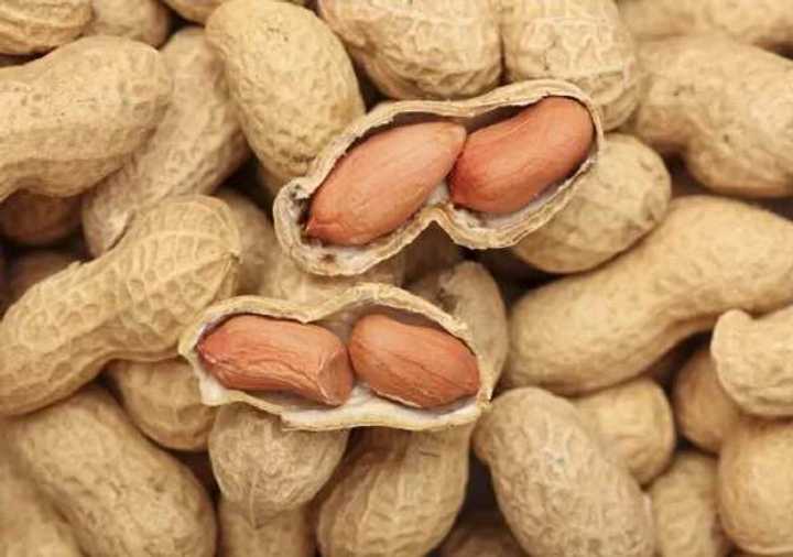 10 health benefits of groundnut - Legit.ng