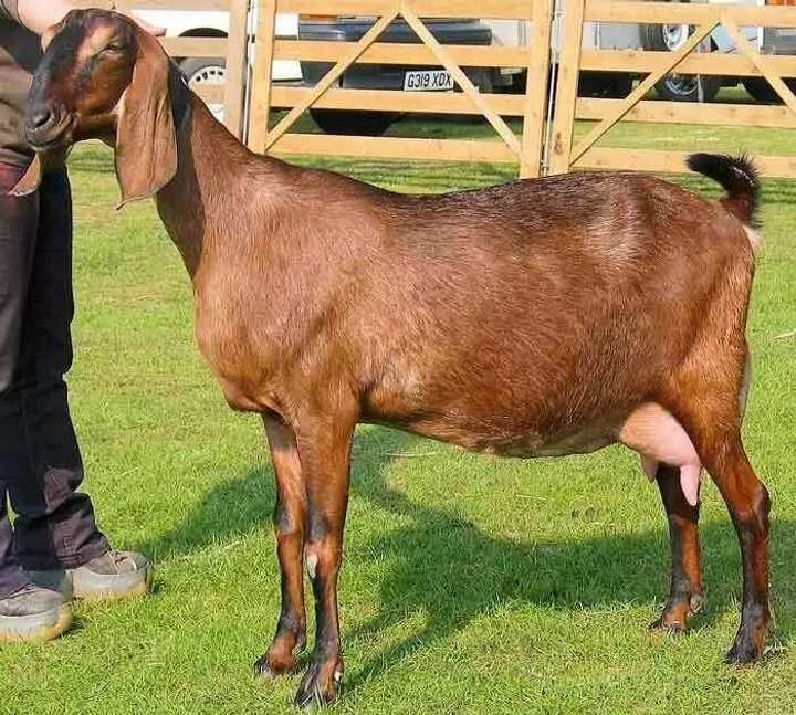 Breeds of goat in Nigeria and their characteristics - Legit.ng